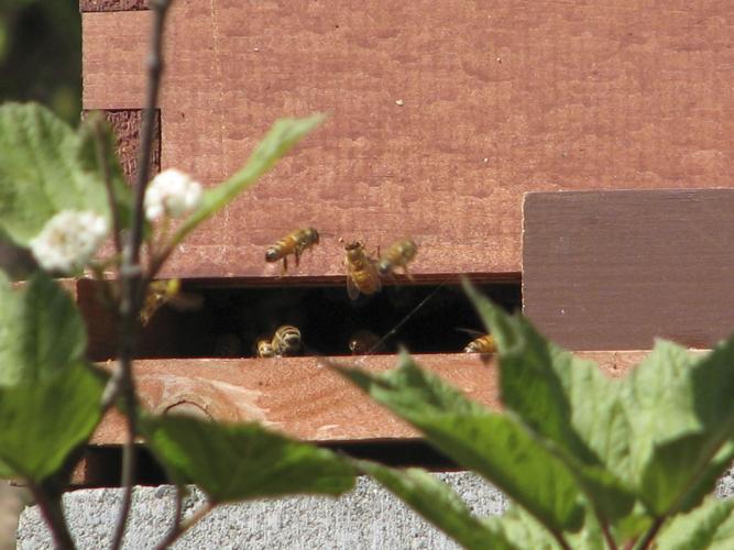 Dance of the reluctant bee whisperer | Valley Life | frontiersman.com