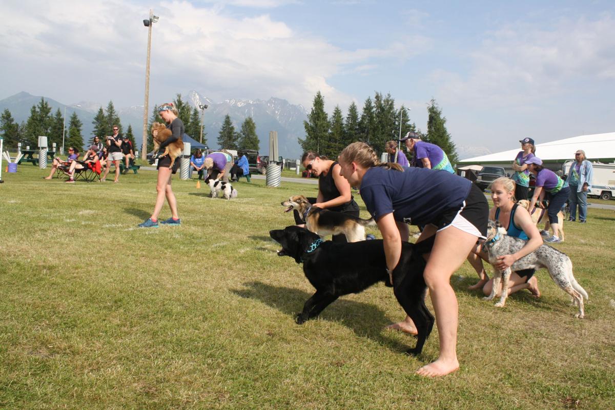 'Everyone's Buddy' Emotional victory at 2019 flyball tournament | Local ...