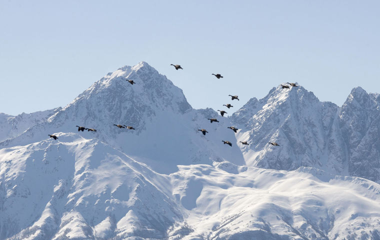 Bird Migration | Featured | frontiersman.com