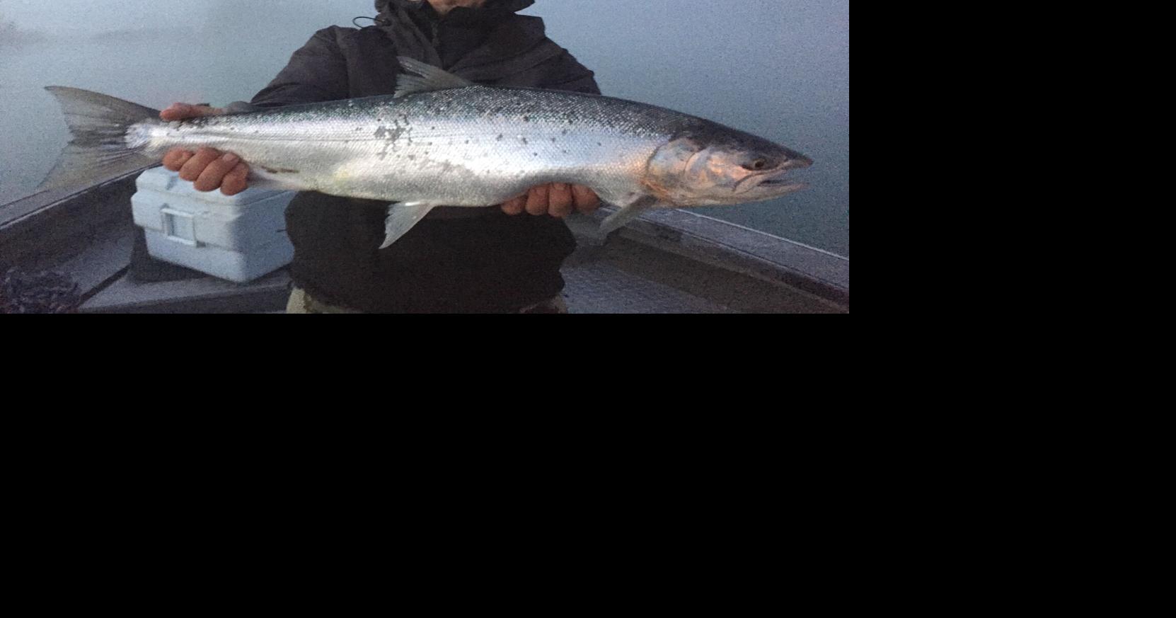Late-run Kenai River coho | Outdoors | frontiersman.com