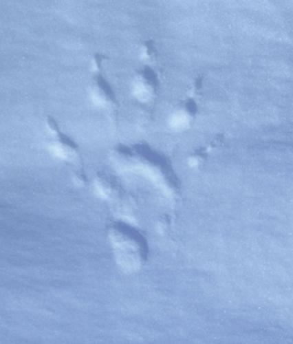 On the track of the wolverine | Outdoors | frontiersman.com