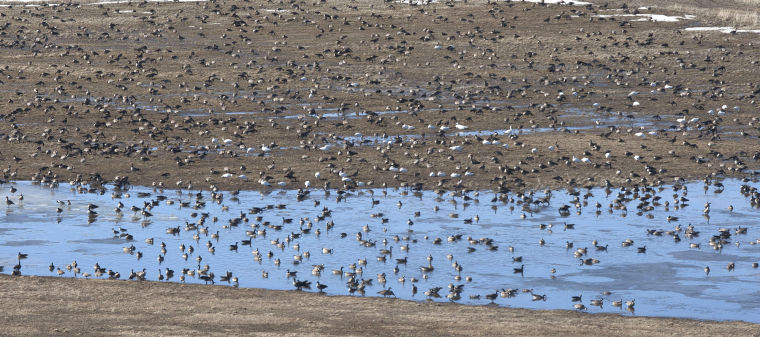 Bird Migration | Featured | frontiersman.com