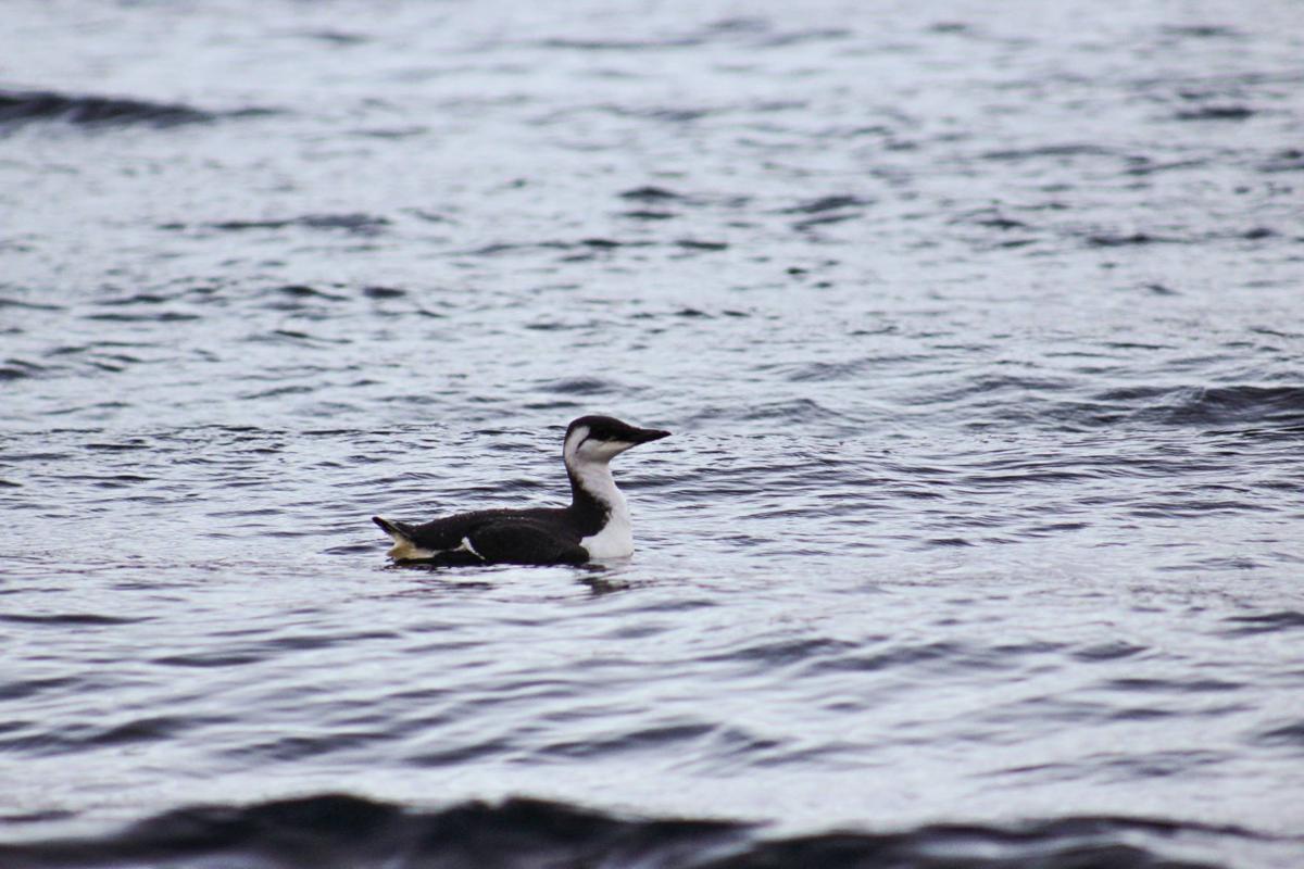 Seabirds mysteriously flocking to Mat-Su | Local News Stories ...