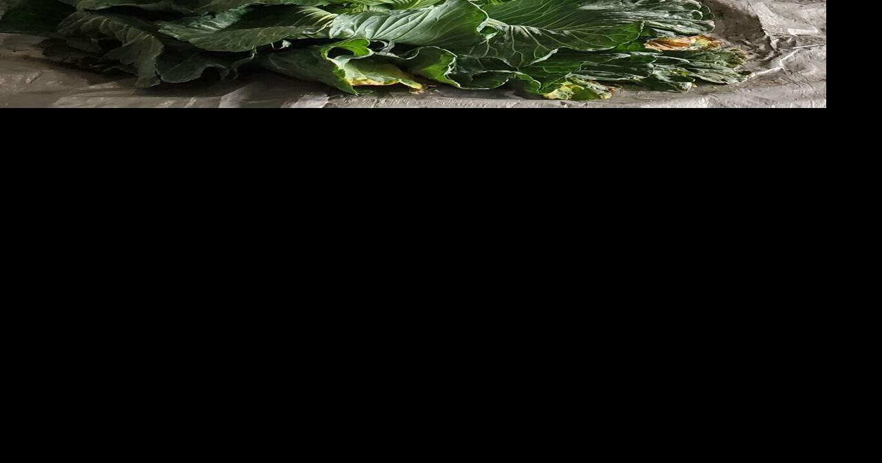 Salcha man wins Alaska State Fair Giant Cabbage Weigh-Off | Local News ...