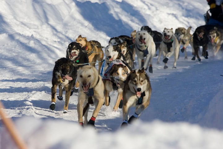 2012 Iditarod Trail Sled Dog Race | Featured | frontiersman.com