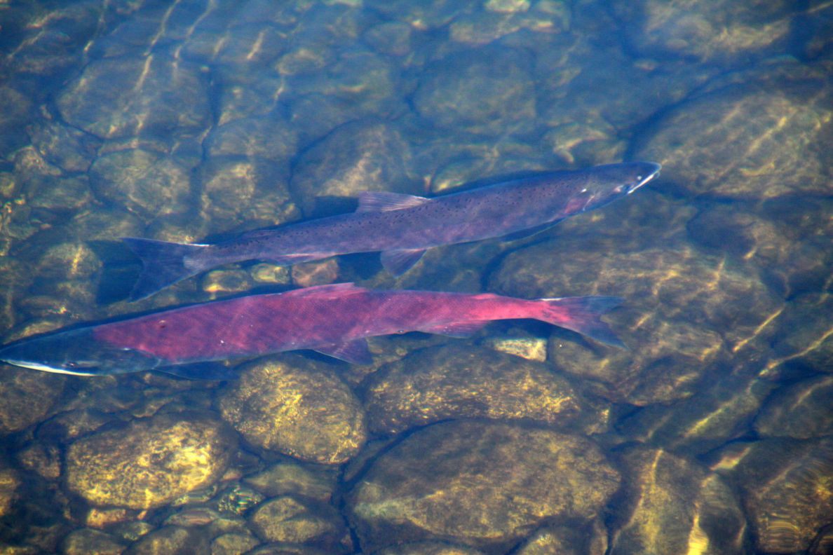Partnership working to help salmon | Local News Stories | frontiersman.com