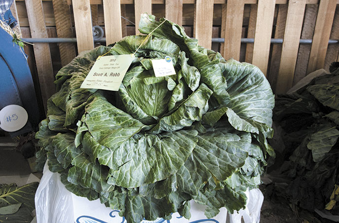 138.25-pound cabbage is new world record | Local News | frontiersman.com