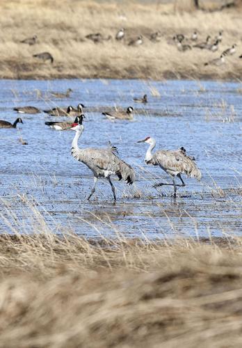 Bird Migration | Featured | frontiersman.com