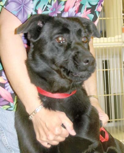 Lab mix needs a home | Pet Tails | frontiersman.com