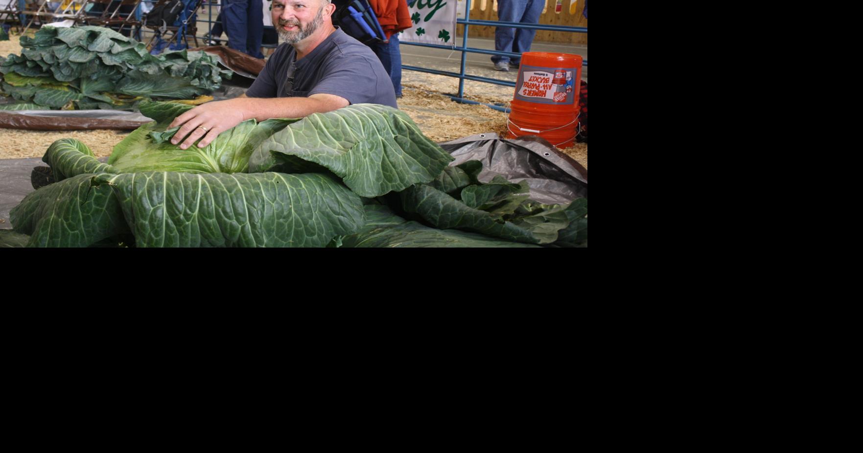 Wasilla man wins 2019 Cabbage weigh-off at the Alaska State Fair ...