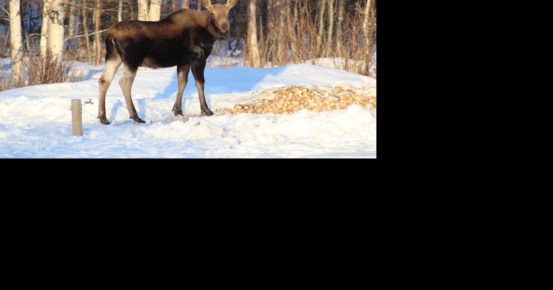 Moose calving season is here | Local News | frontiersman.com