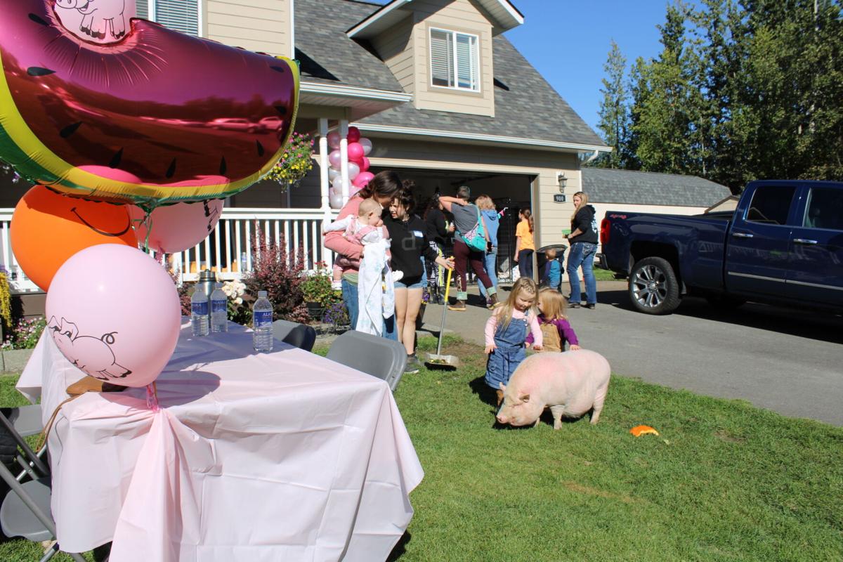 Pig party! Alaska Potbelly Pig Rescue swine and dines with community ...