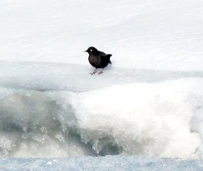 Dipper swims throughout Alaska winters | Outdoors | frontiersman.com