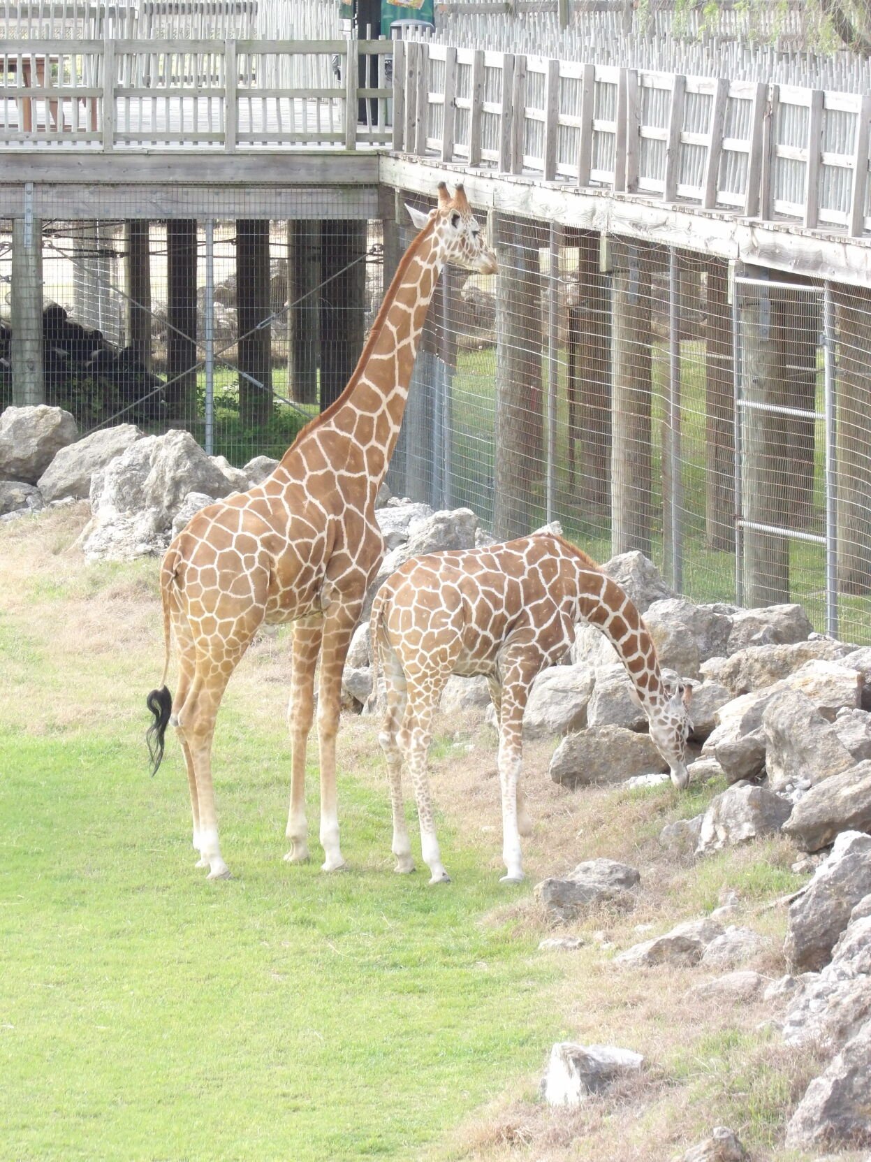 Frank Buck Zoo expansion in works | News | gainesvilleregister.com