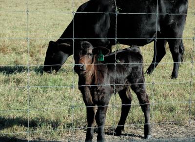 Cattle deaths blamed on natural poisoning | News | gainesvilleregister.com