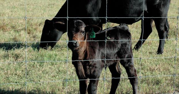 Cattle deaths blamed on natural poisoning | News | gainesvilleregister.com