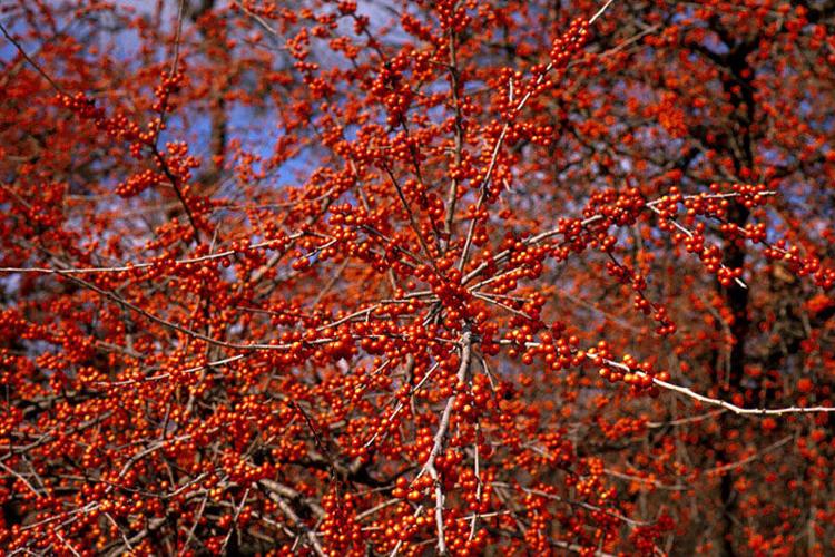 November gardening guide: Leave leaf litter alone for overwintering ...