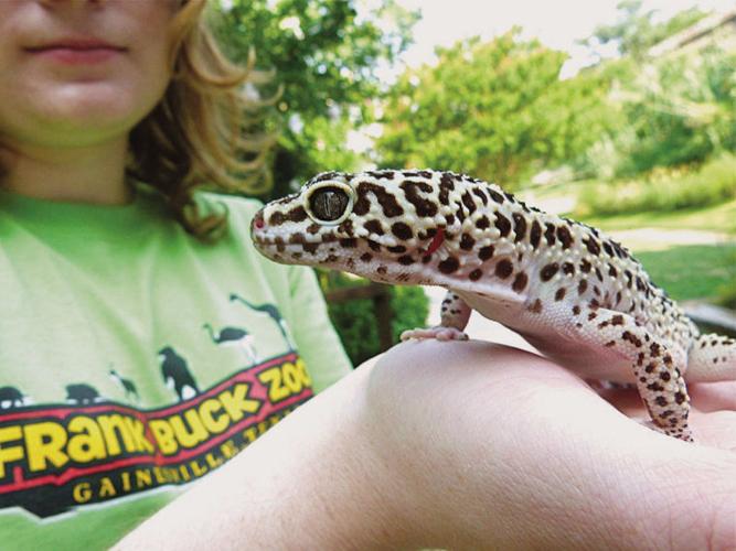 Frank Buck Zoo expansion in works | News | gainesvilleregister.com
