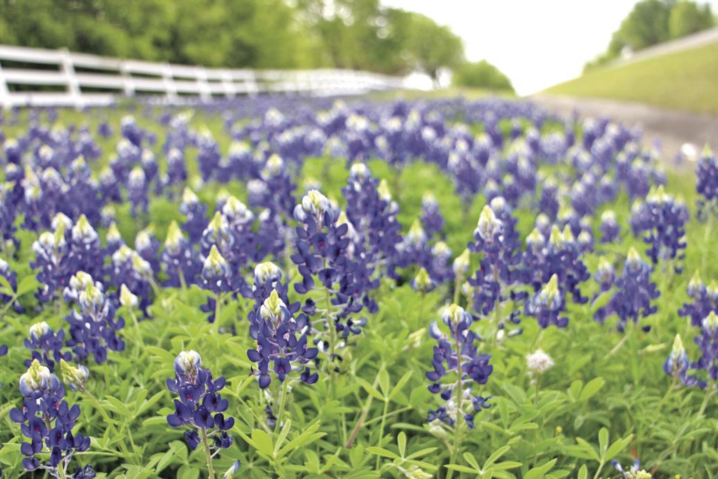 How did Texas become the bluebonnet state? | News | gainesvilleregister.com