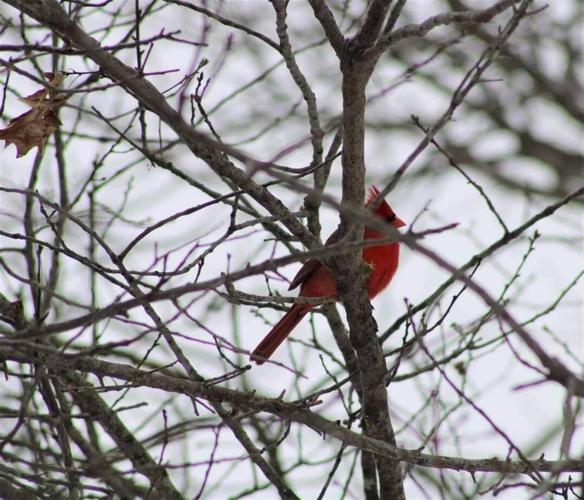 GALLERY: Fun in the snow | Local News | gainesvilleregister.com