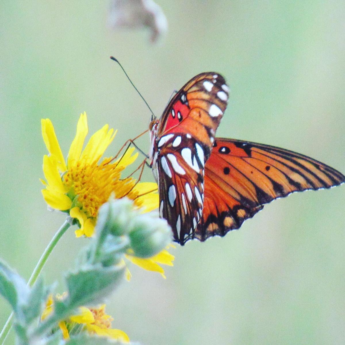 Tips to make your butterfly garden thrive | News | gainesvilleregister.com
