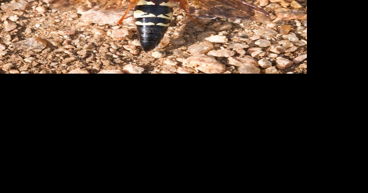 No, Texas, it's not a murder hornet | Local News | gainesvilleregister.com