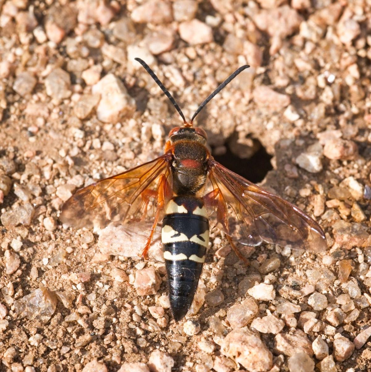 No, Texas, it's not a murder hornet | Local News | gainesvilleregister.com
