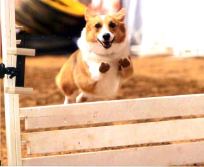 Rescued Valley View dog becomes AKC MACH champion | Local News ...