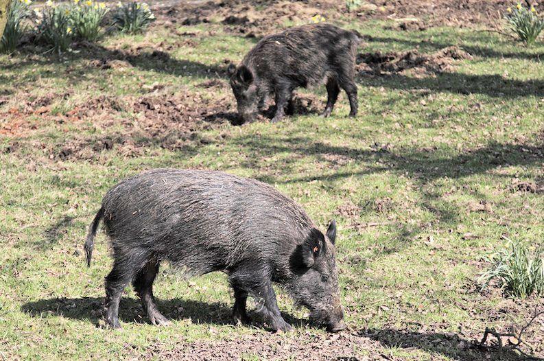 Regional task force attacks feral hog problem | Local News ...