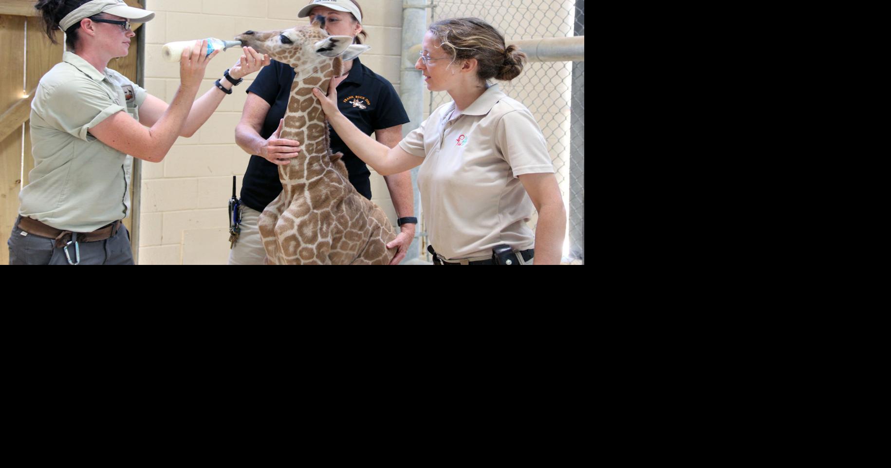 Frank Buck Zoo to host 5K to benefit giraffe conservation fund ...