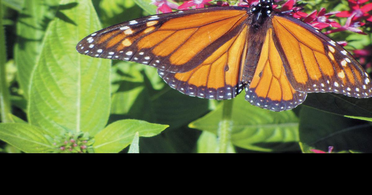 State to fund $300K monarch butterfly study | Community ...