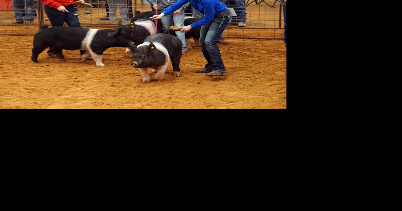 PHOTO: Fine swine | Local News | gainesvilleregister.com