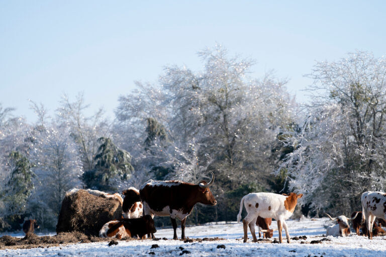 Protect livestock, plants, pipes and pets from winter weather | News ...