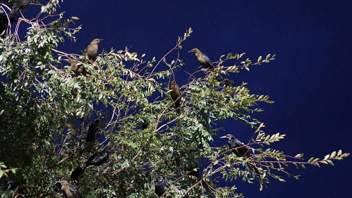 Bird is the word: Grackles swarm Walmart | Local News ...