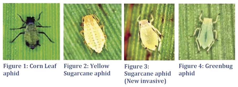 Sugarcane aphids recently reported in pasture grasses | Columns ...