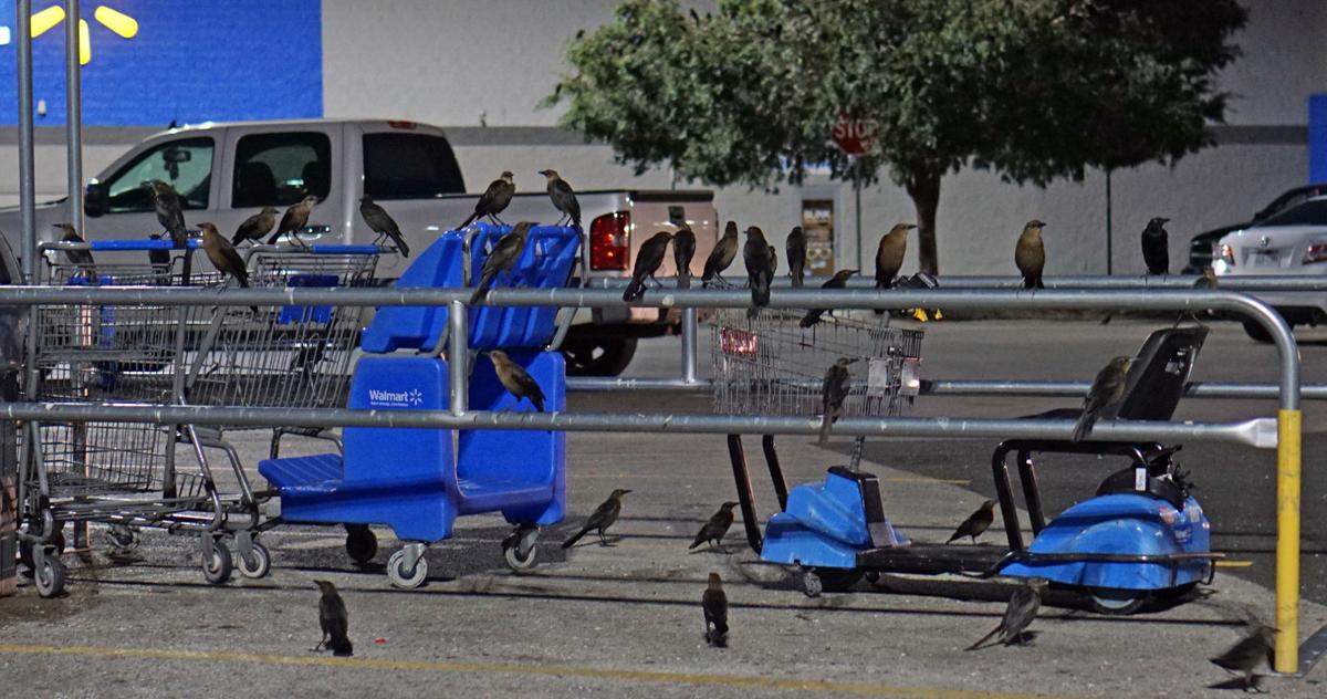Bird is the word: Grackles swarm Walmart | Local News ...