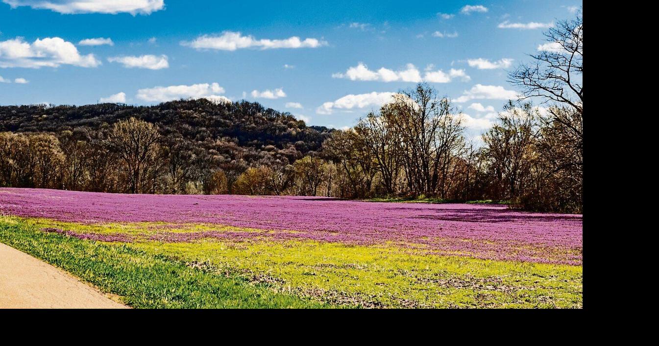 April showers brought May flowers | Local News | galenagazette.com