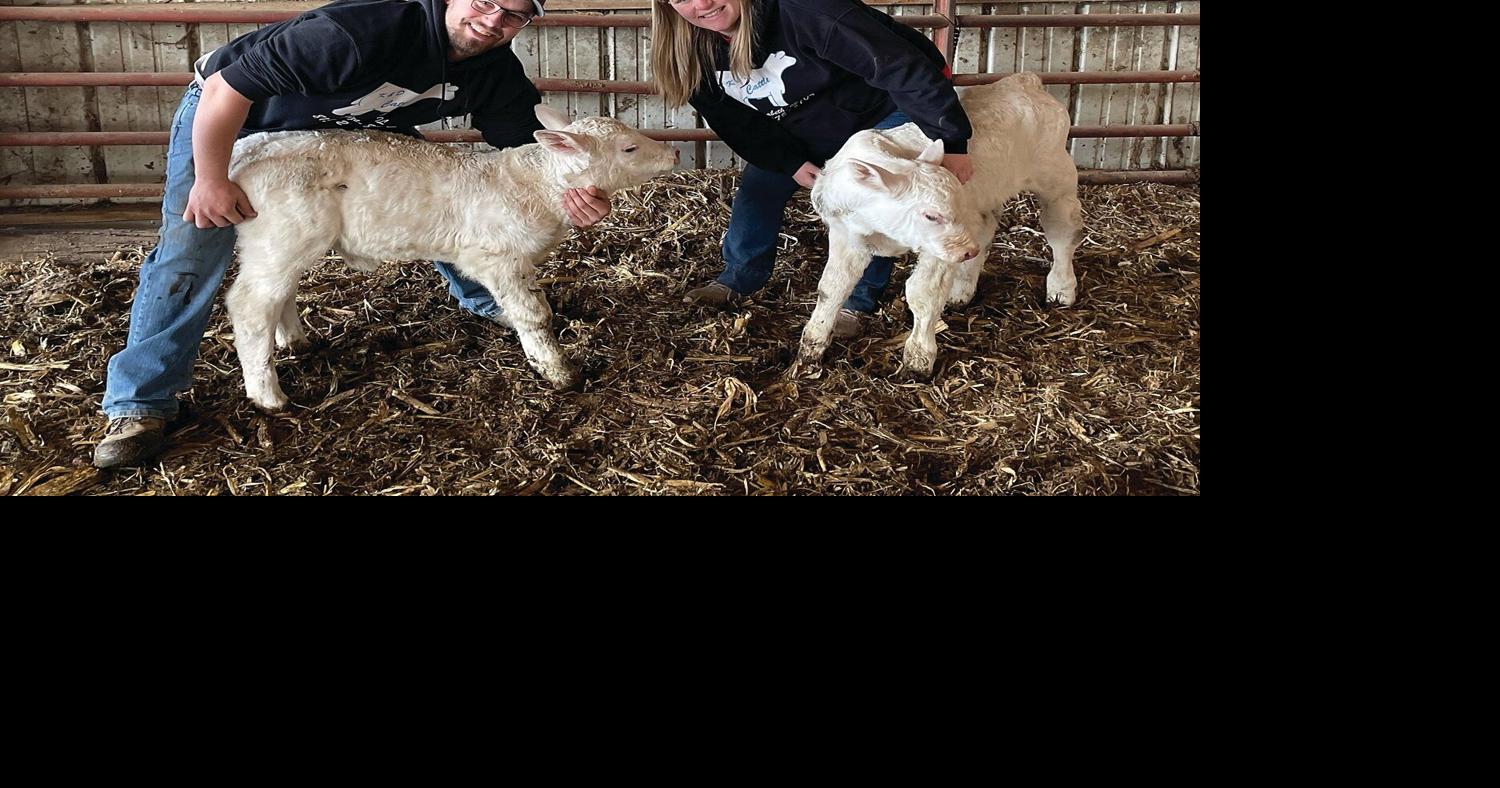 Family life begins on the farm: Koester siblings run successful cattle ...