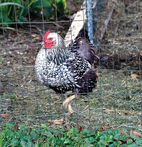 Tending to his flock: Warren teacher has spent five decades taking care ...