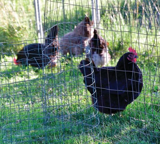 Tending to his flock: Warren teacher has spent five decades taking care ...
