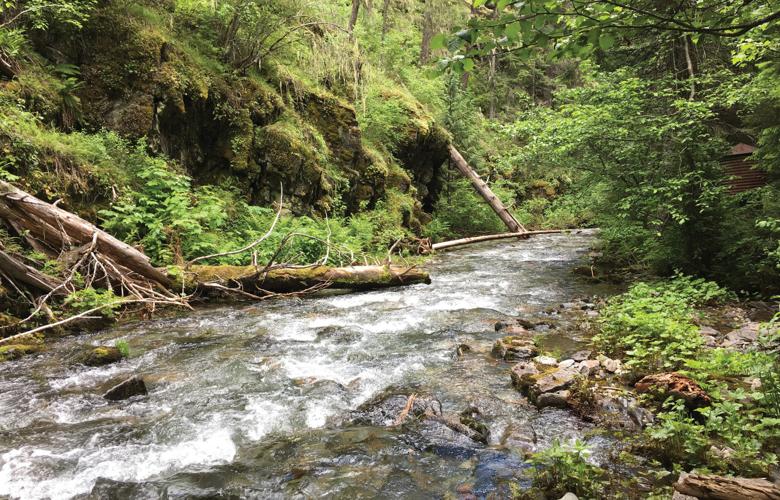The nearby Great Outdoors: Skookum Creek Trail #193 | News ...