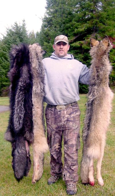 Trapper takes eight wolves in a month | News | gazetterecord.com