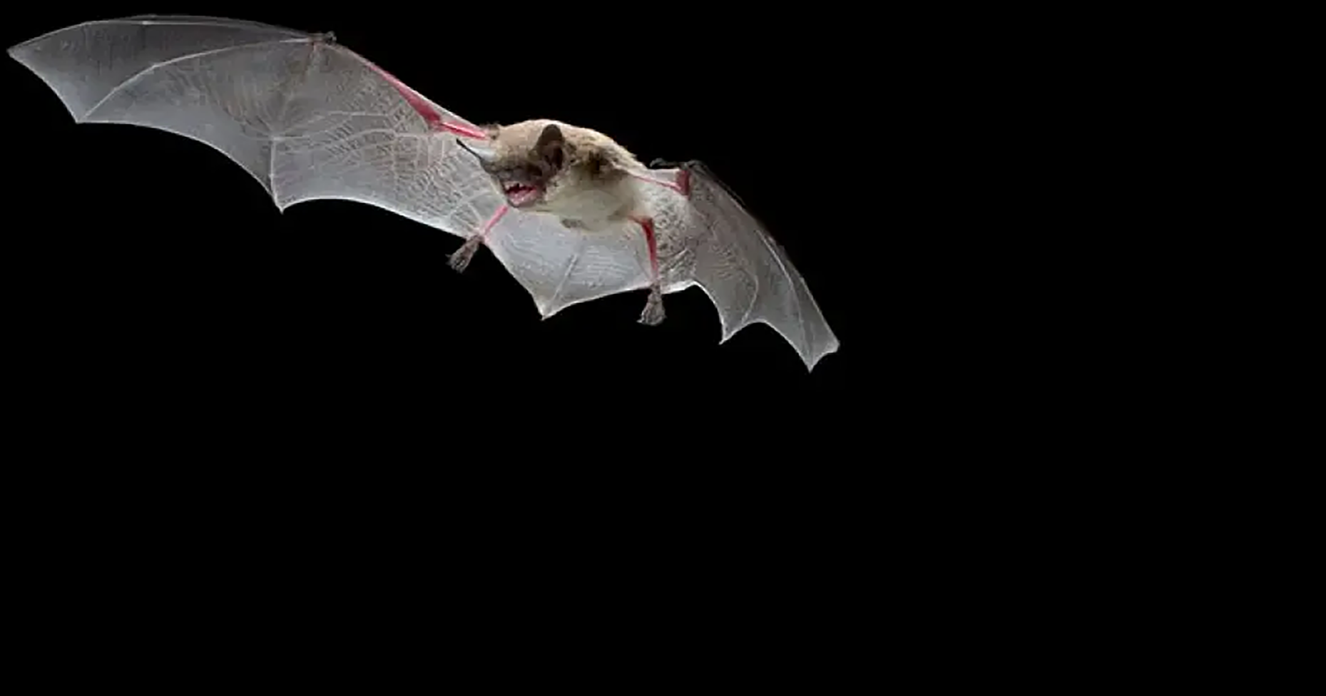 Benton County bat positive for rabies, first of 2026