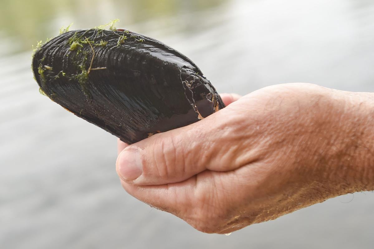 Environmentalists studying Willamette River mussel populations | Local ...