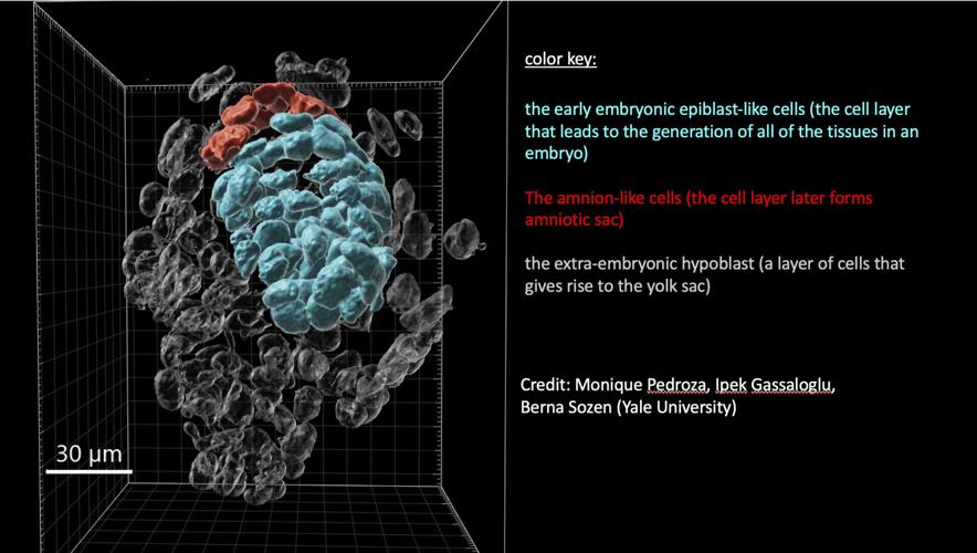 Scientists use stem cells to create models of human embryos and study ...