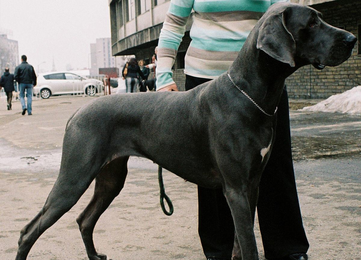 The most popular big dog breeds in America - #NationalPetDay | Dogs ...