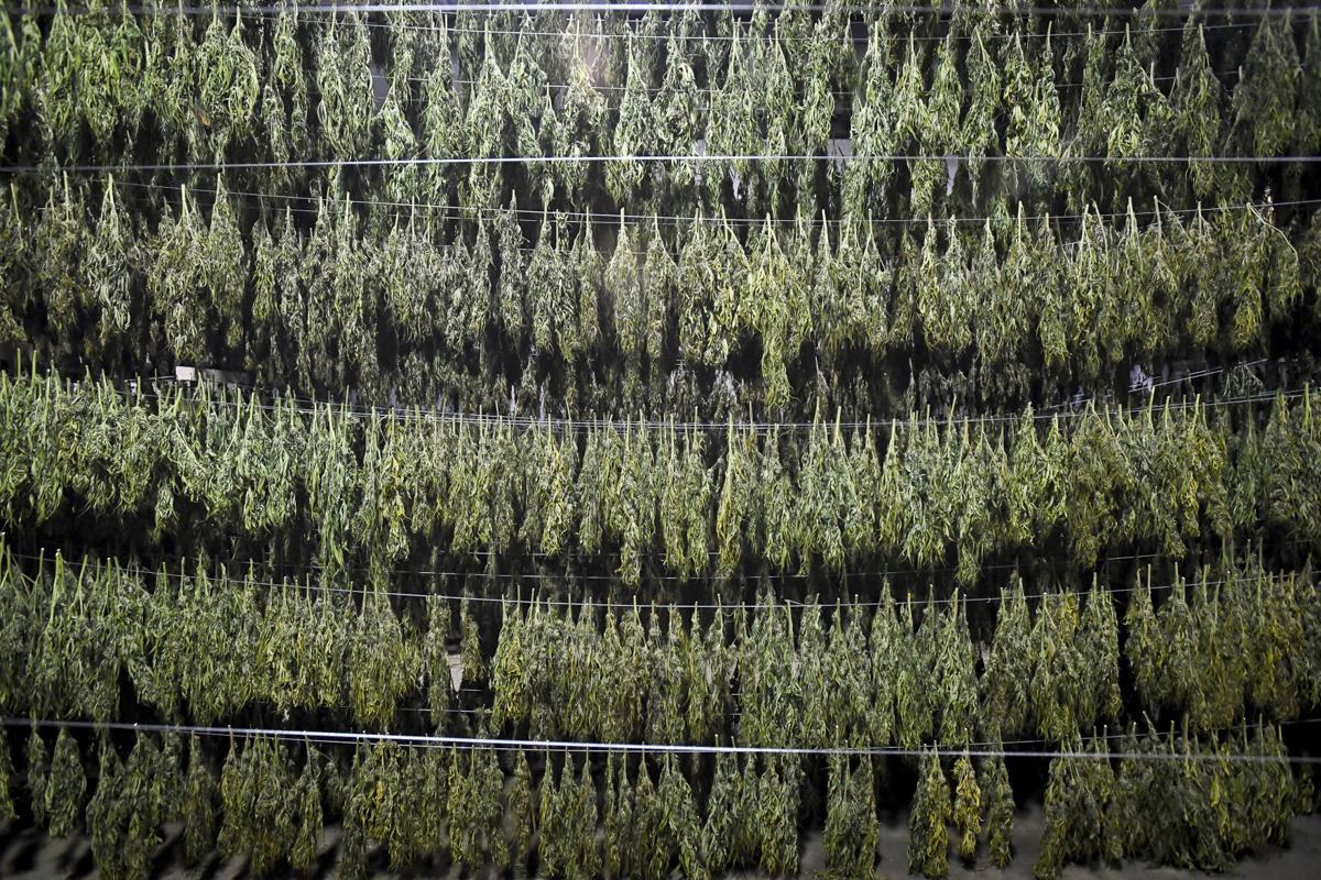 A new kind of harvest: Hemp grower battles mold, designs innovative ...