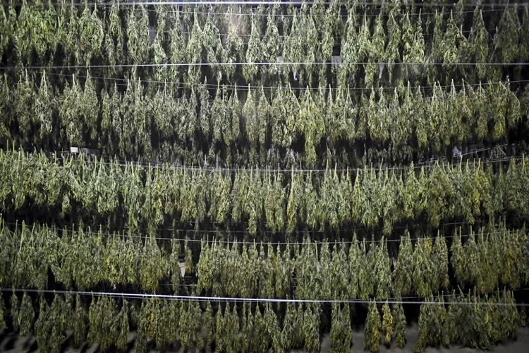 A new kind of harvest: Hemp grower battles mold, designs innovative ...
