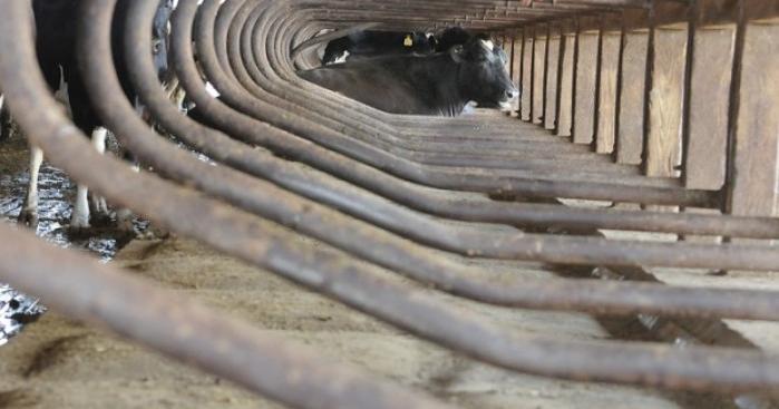 Van Loon Dairy cows enjoying waterbed pampering