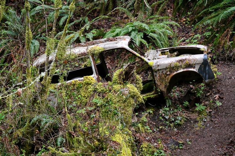 Beazell Memorial Forest remains open and provides outlet during pandemic